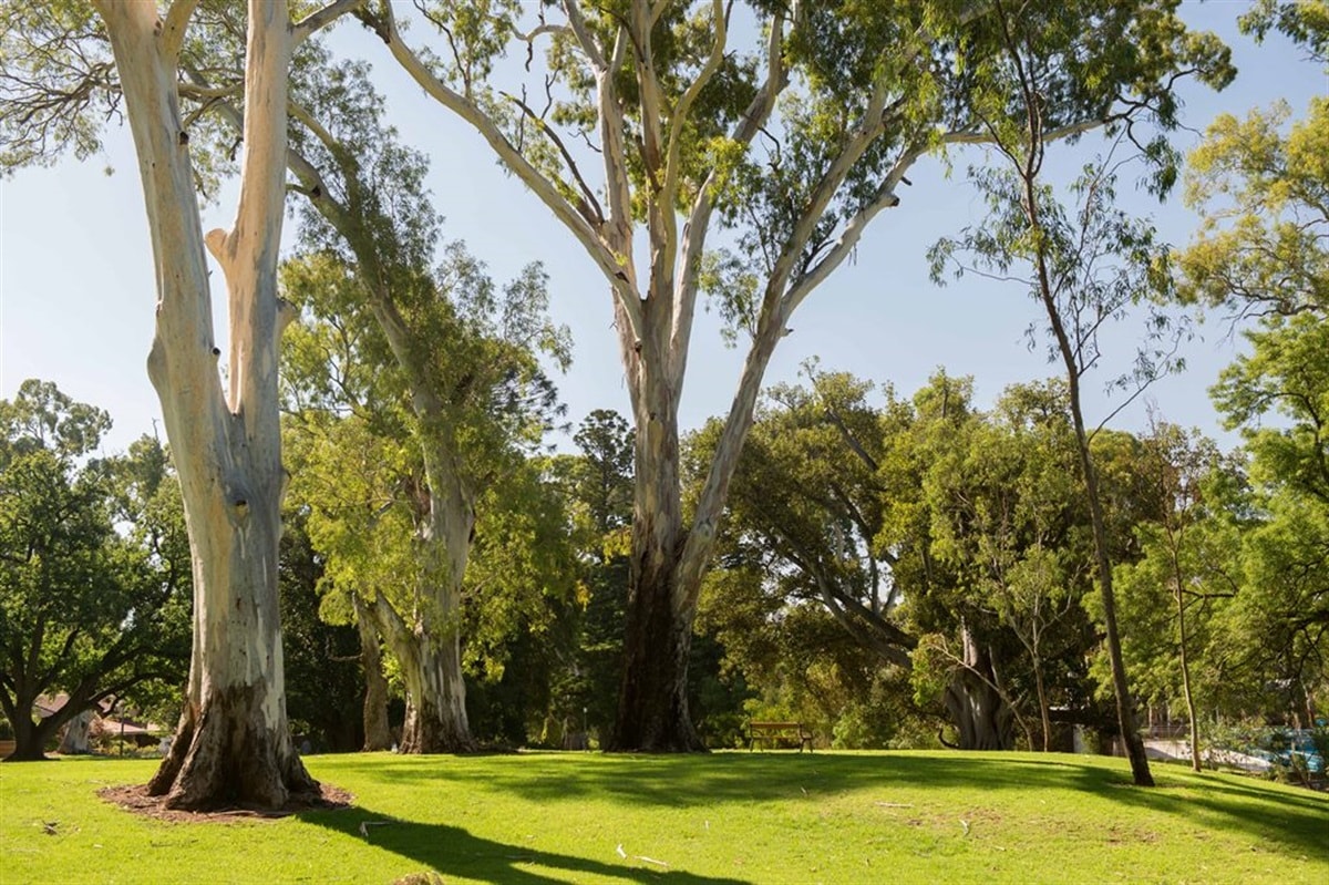 Heritage Tree Assessment Sydney: Council and Conservation ...